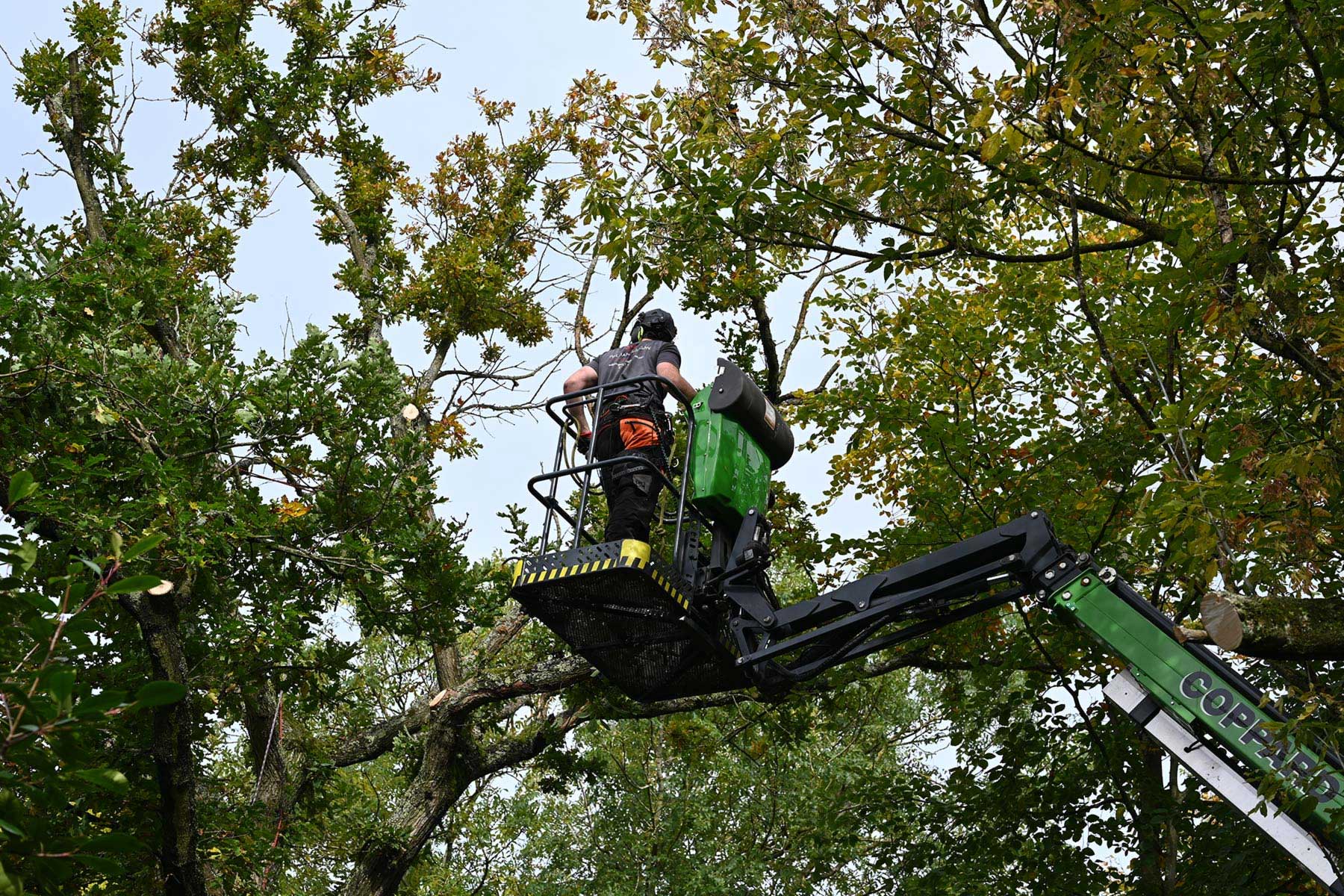 Commercial tree work - WGCS Tree Management Services