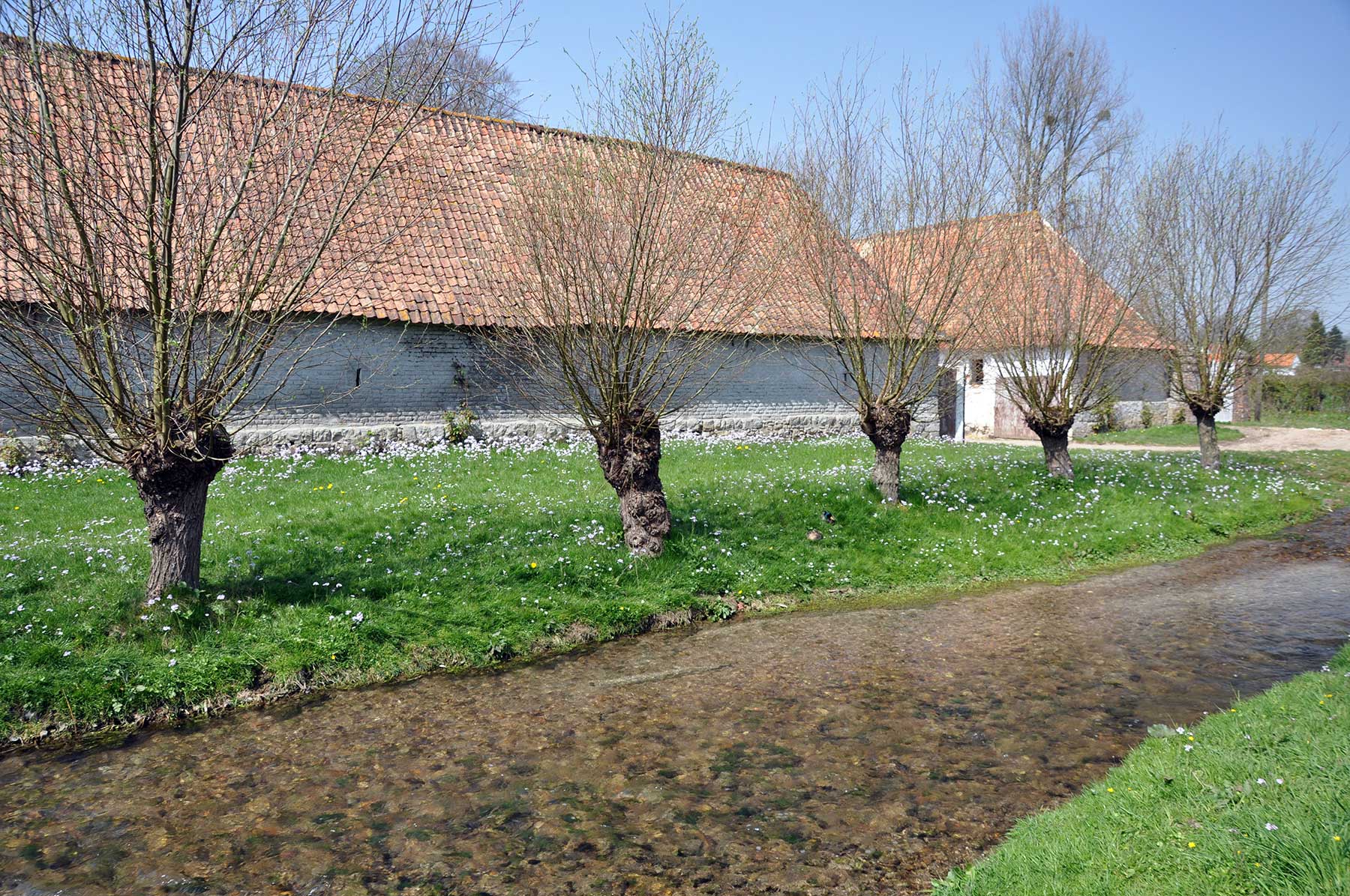 Pollarding and re-pollarding - WGCS Tree Management Services