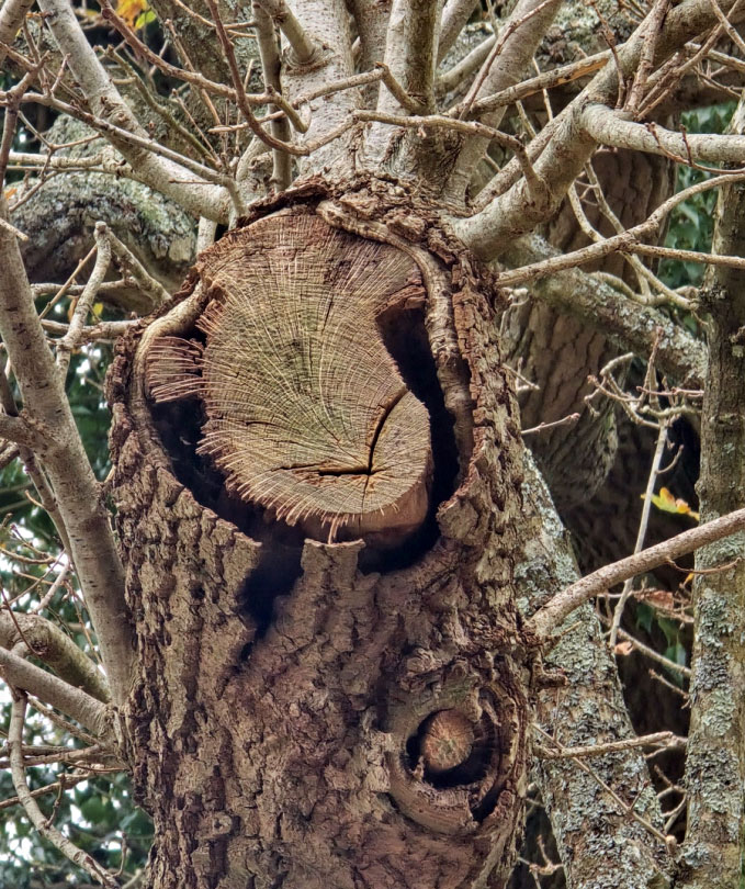 Why Visual Tree Assessments are essential for tree safety! - WGCS Tree ...